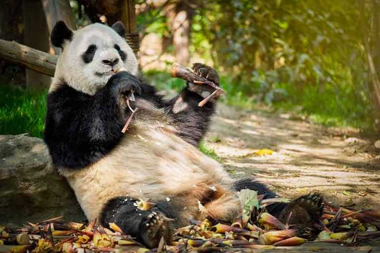 10-day China Itinerary In 2026 - Wildlife and Nature