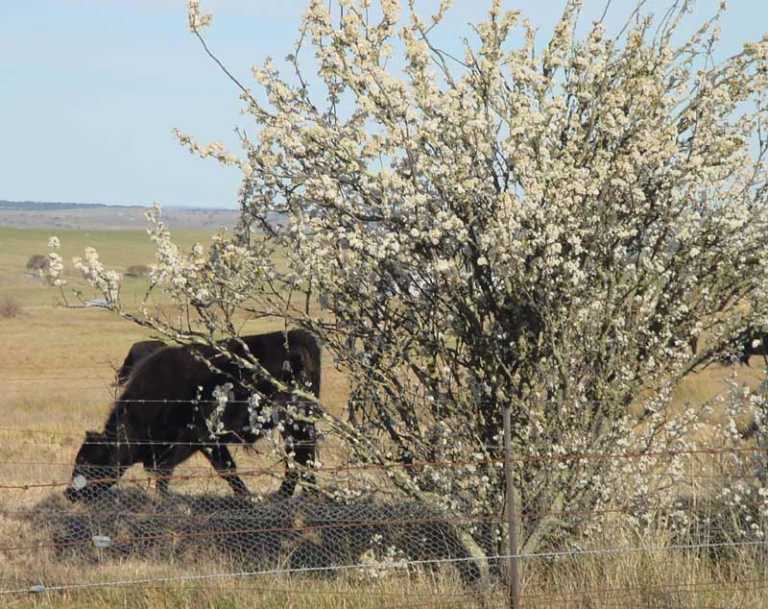 Crookwell - Things to do | Why this NSW country town is delightful