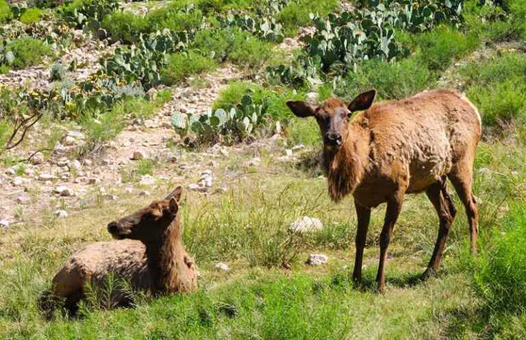 20 New Mexico State Parks To Visit In2026