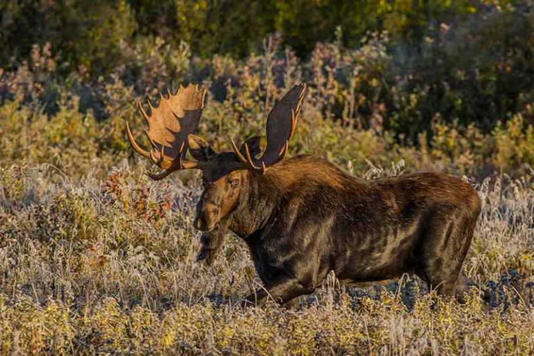 Manitoba Wildlife Guide - What To See In 2026