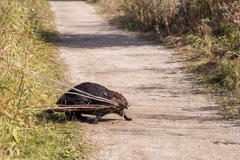 Manitoba Wildlife Guide - What To See In 2026