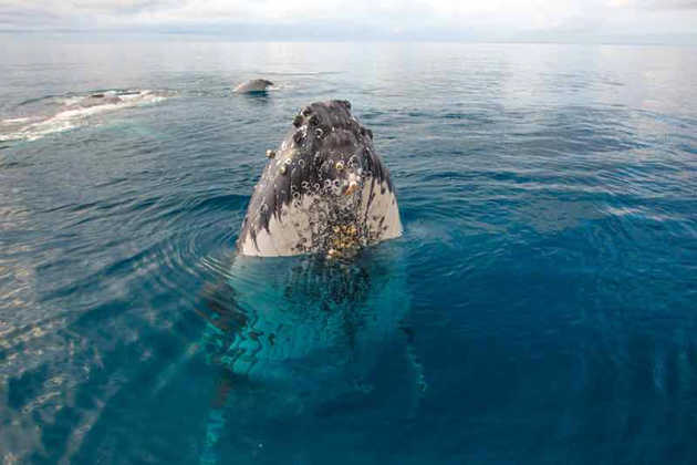 Pacific Whale Foundation Whale Watch Hervey Bay