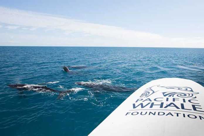 Pacific Whale Foundation Whale Watch Hervey Bay