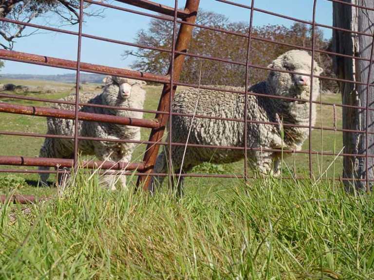 Crookwell - Things to do | Why this NSW country town is delightful