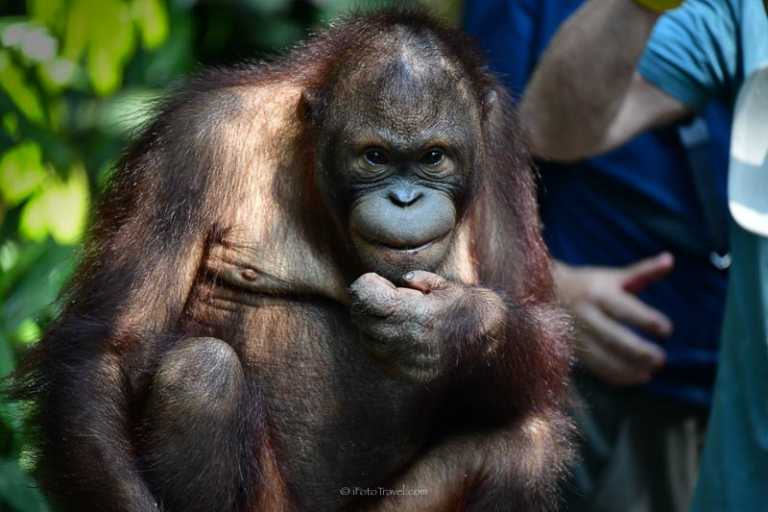 Inside Sepilok Orangutan Rehabilitation Centre: A Life-Changing ...