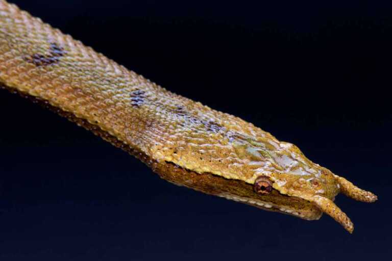 21 Weird Animals To See In 2026