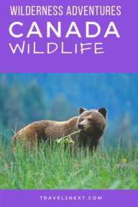 Wildlife in Canada - 10 Canadian Wildlife Tours Across Canada