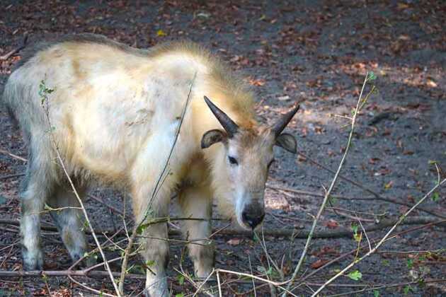 20 Endemic Animals In China (and where to see them) In 2026