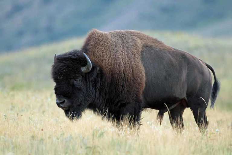 20 Animals In Canada To See In 2026