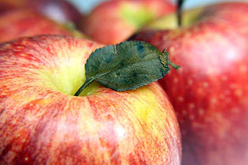 Apple Dumpling Recipe - Okanagan Dumping Bombs by Jennifer Schell