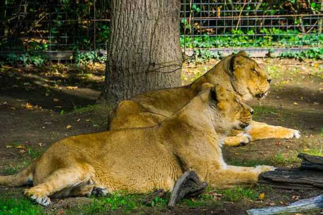 20 Amazing Asian Animals To See In 2026