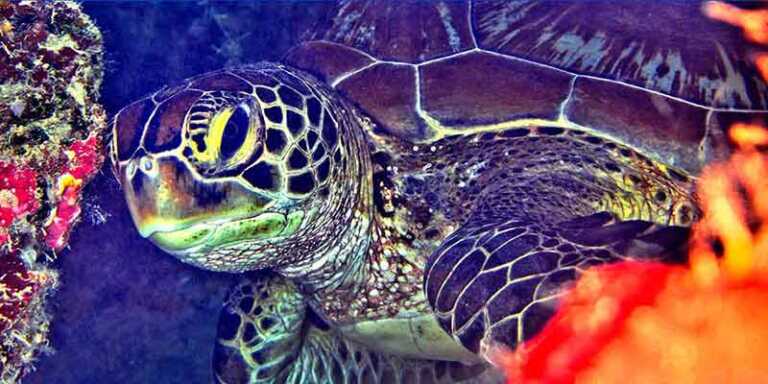 20 Amazing Asian Animals To See In 2026