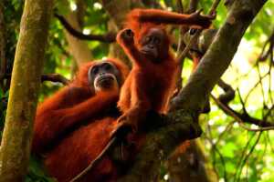 20 Amazing Asian Animals To See In 2026