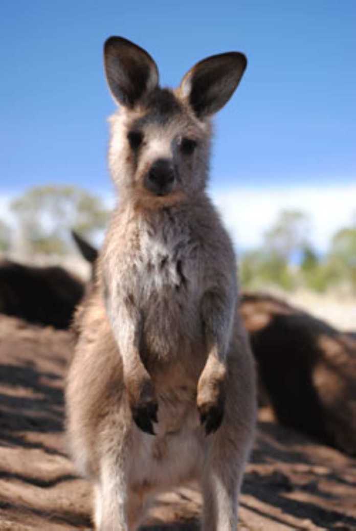 Tasmanian Wildlife Destinations and what Tasmania Animals To See