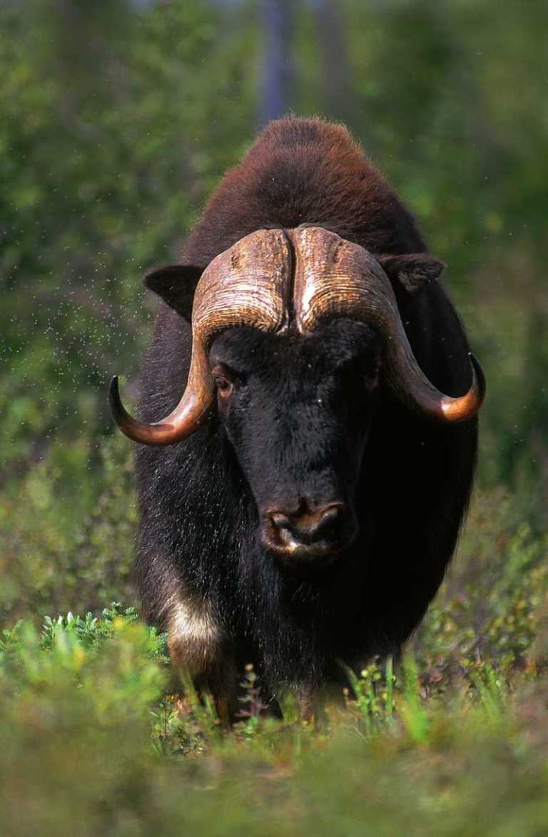 Northwest Territories Animals - Wildlife in Northwest Territories of Canada