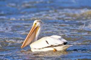 Northwest Territories Animals - Wildlife in Northwest Territories of Canada