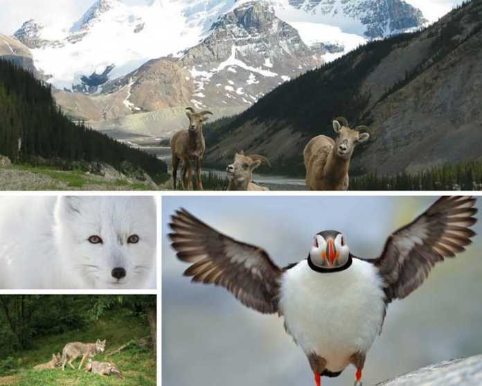 Wildlife in Canada - 10 Canadian Wildlife Tours Across Canada