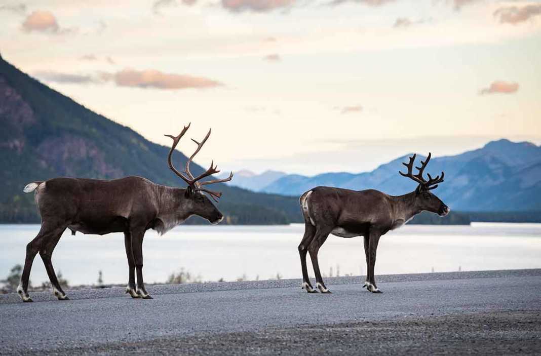 20 Animals In Canada To See In 2026