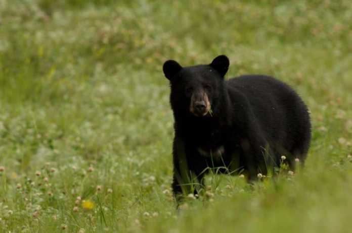 Northwest Territories Animals - Wildlife in Northwest Territories of Canada