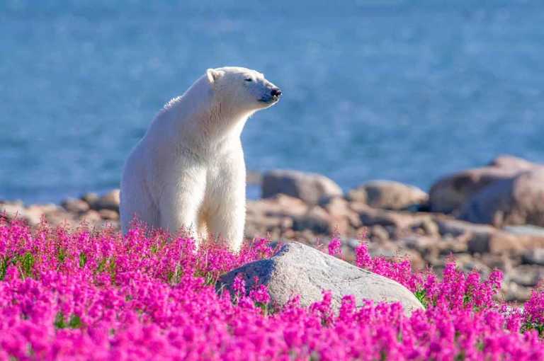 Manitoba Wildlife Guide - What To See In 2026