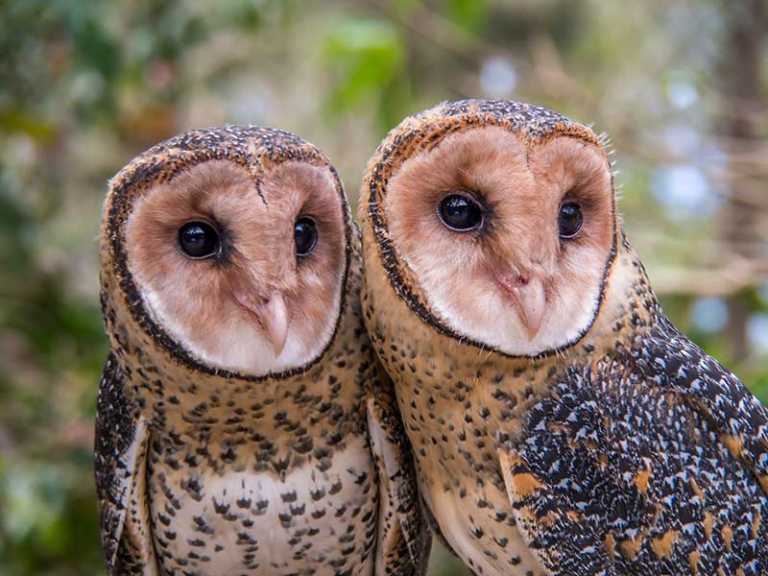 Currumbin Wildlife Sanctuary - The Lost Valley | New Gold Coast Attraction