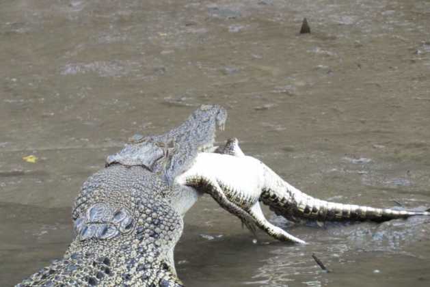 13 Amazing Daintree Rainforest Animals To See In 2026