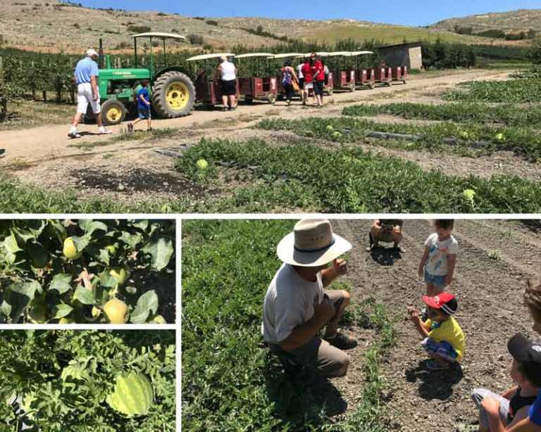 Davison Orchards - A Family Farm Attraction in the Okanagan