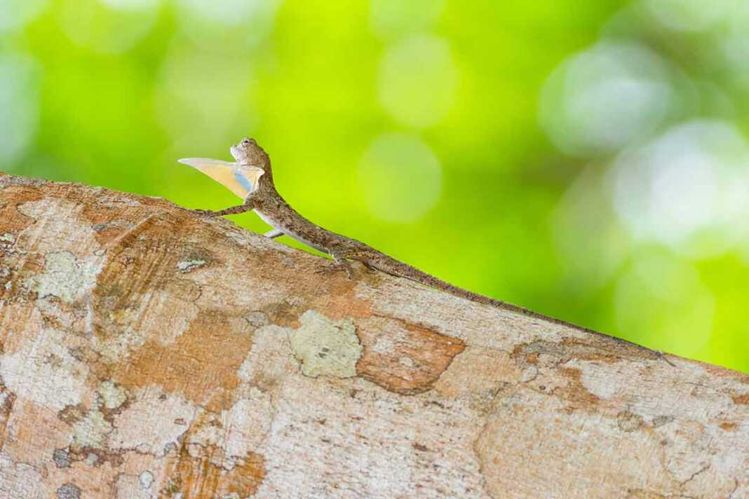 20 Amazing Asian Animals To See In 2026