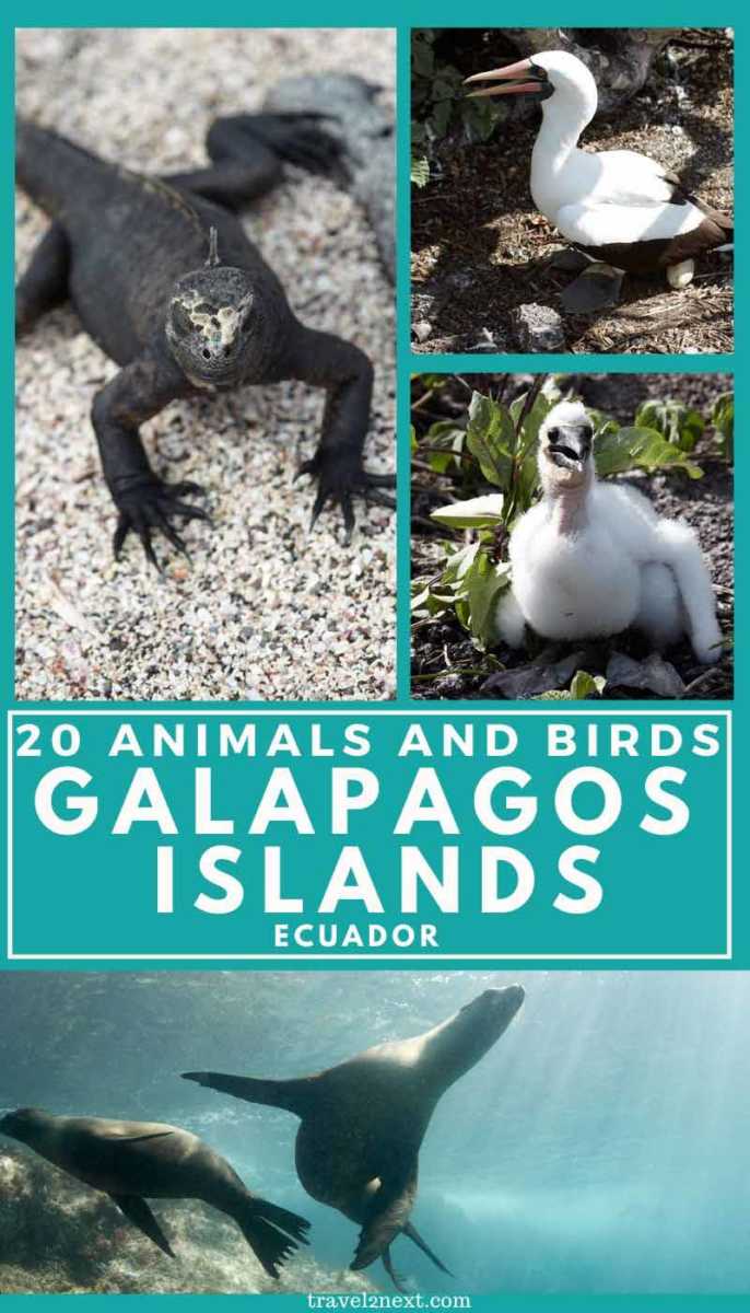 Galapagos Island Animals - 20 Photos of Birds, Reptiles and Mammals