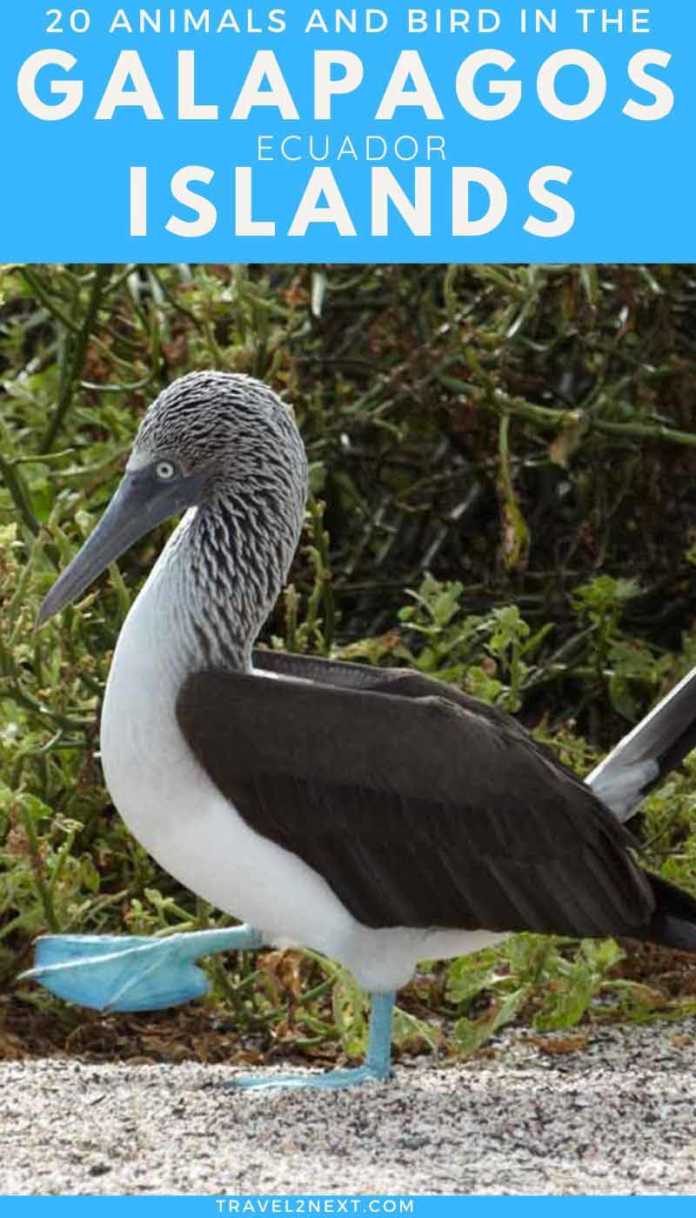 Galapagos Island Animals - 20 Photos of Birds, Reptiles and Mammals