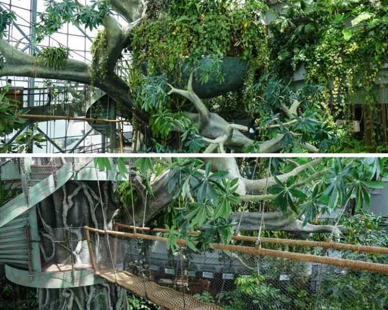 Green Planet Dubai - Biodome Tropical Rainforest |Travel2next