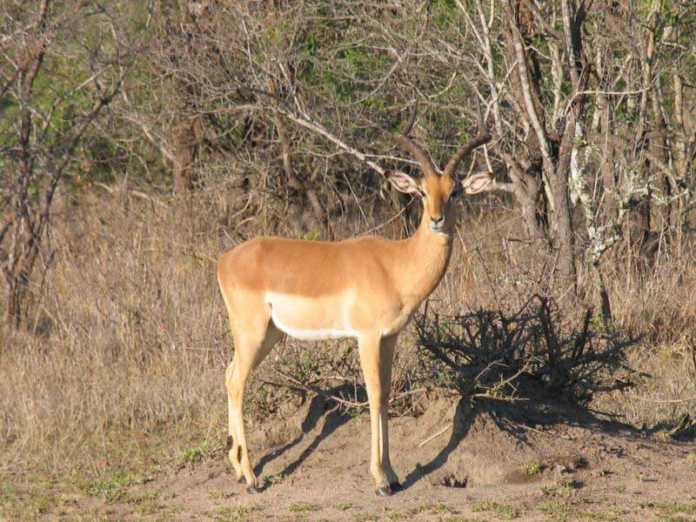 Hluhluwe-iMfolozi Park in KwaZulu Natal, Souther Africa- Travel2Next