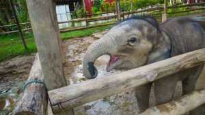 20 Endemic Animals In China (and where to see them) In 2026
