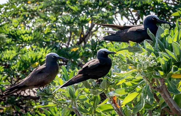 Lady Elliot Island - The Ultimate Guide To Visiting In 2026