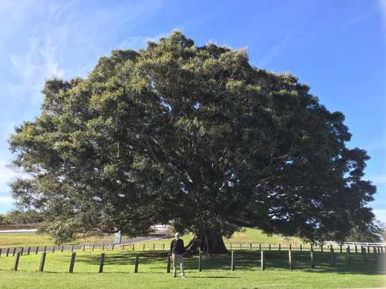 Things to do in Maleny - 11 Awesome Attractions To See