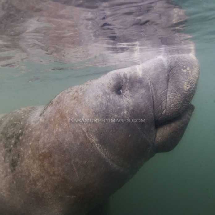 Swimming With Manatees In Florida | Personal Encounters In The Water