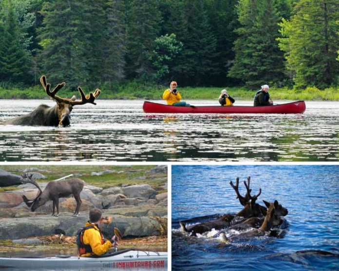 Wildlife in Canada - 10 Canadian Wildlife Tours Across Canada