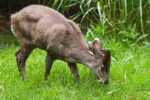 20 Endemic Animals In China (and where to see them) In 2026