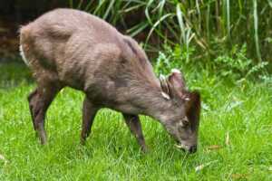 20 Endemic Animals In China (and where to see them) In 2026