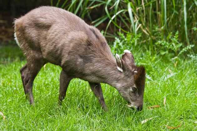 20 Endemic Animals In China (and where to see them) In 2026