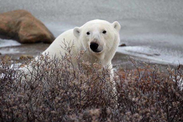 Why Churchill Manitoba Is The World's Polar Bear Capital
