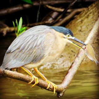 13 Amazing Daintree Rainforest Animals To See In 2026