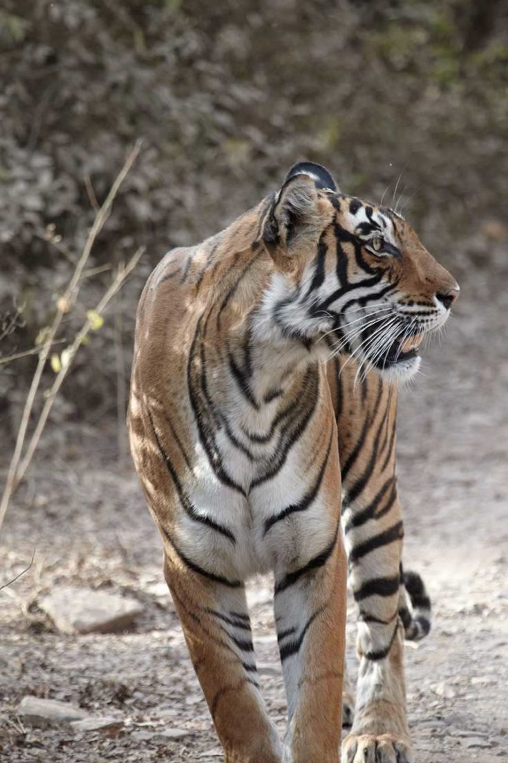 Ranthambore National Park - Travel2Next