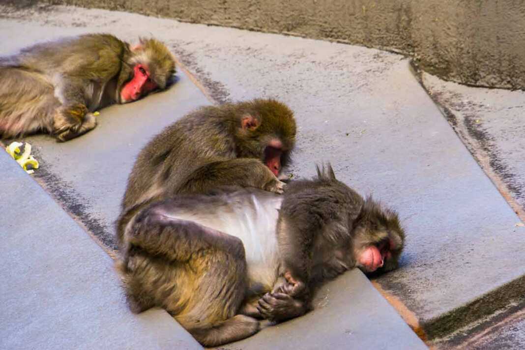20 Amazing Asian Animals To See In 2026