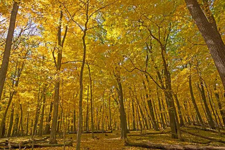 20 Iowa State Parks To Visit In 2026 - Discover Hidden Gems!