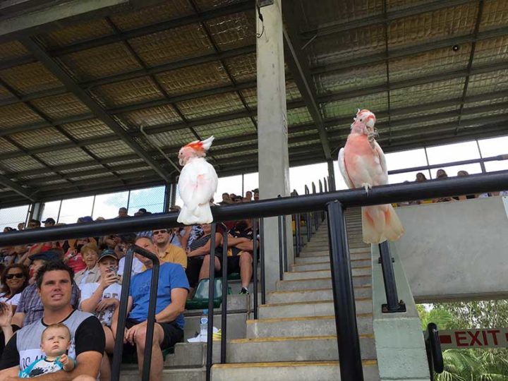 Australia Zoo | Home of Crocodile Hunter Steve Irwin-Travel2Next