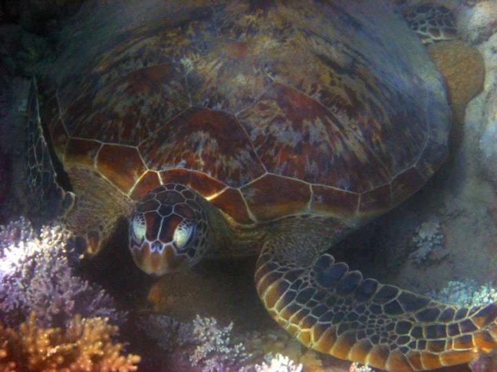 Low Isles - Destination Information and snorkeling tour