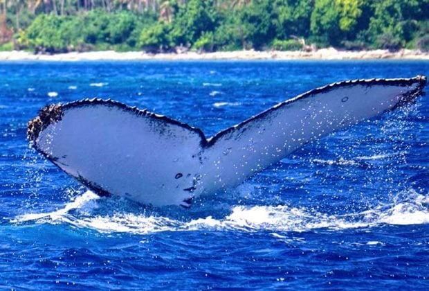 Tonga Whale Swim Whale Magic in The Kingdom Of Tonga