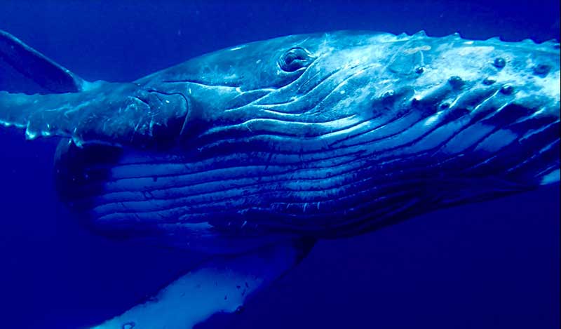 Tonga Whale Swim Whale Magic in The Kingdom Of Tonga