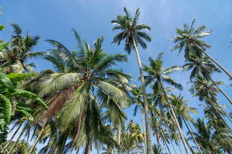 20 Things To Do In Ixtapa Mexico In 2024 20-things-to-do-in-ixtapa-mexico-in-2024